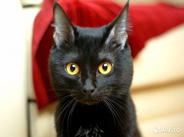 Котик Рикки ещет дом