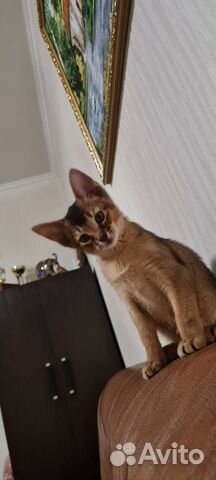 Продаётся кот абиссинец