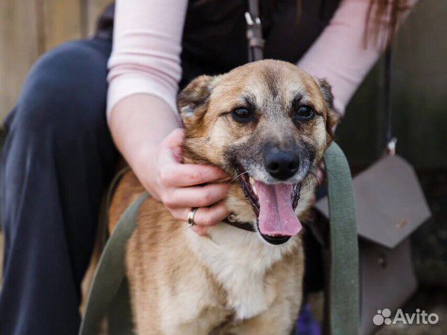 Крошечный смешнючий пёсик