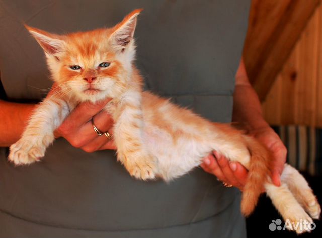 Куненок породный котик Красный Бегемотик