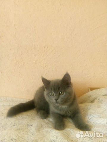 Девочка-британочка