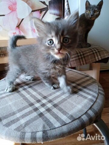 Котята, полубританцы