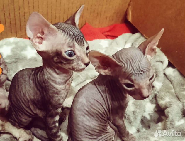 Канадский сфинкс котенок