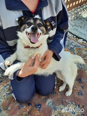 Собачка Ванечка в добрые руки