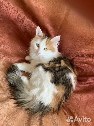 Кошечка Цветик