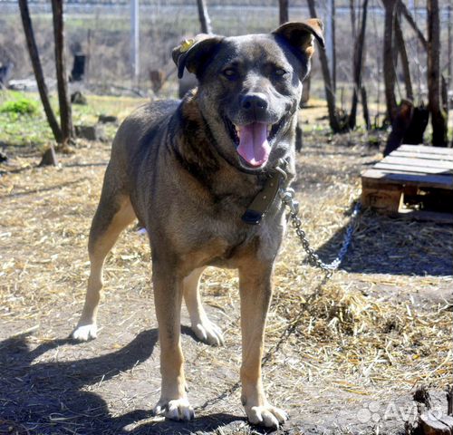 Кобель на охрану сторожевой Техас