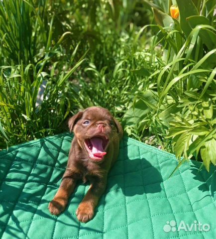Шоколадно-подпалый мальчик пти брабансон