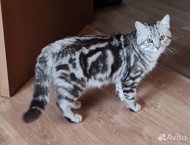 Кот шотландец/британец