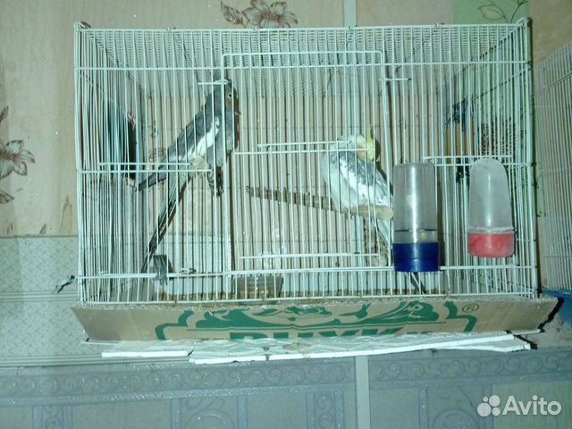 Попугай корелла с клеткой