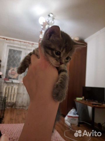 Кошка шотландские