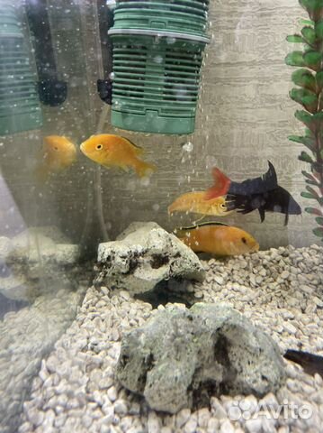 Аквариумные рыбки