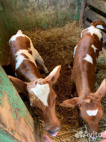 Бычёк и Тёлочка