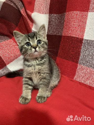 Котенок-мальчик, британской породы