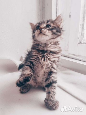 Котенок в дар