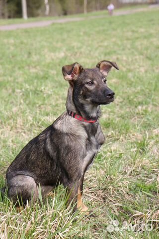 Ксюша-ухолетик щенок в хорошие руки