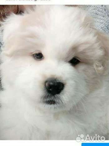 Продажа собаки