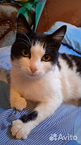 Кошечка ищет дом