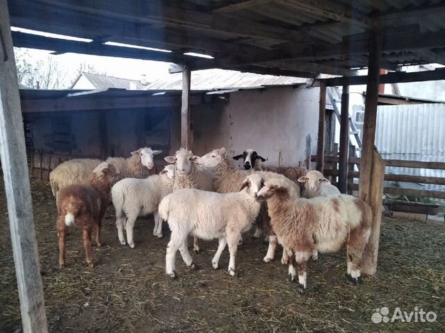 Овцы, бараны, ягнята
