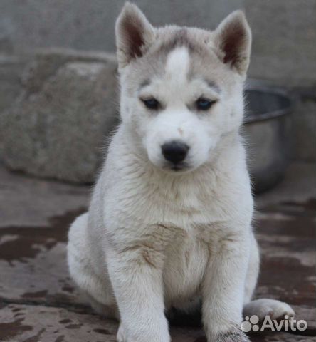 Щенки хаски