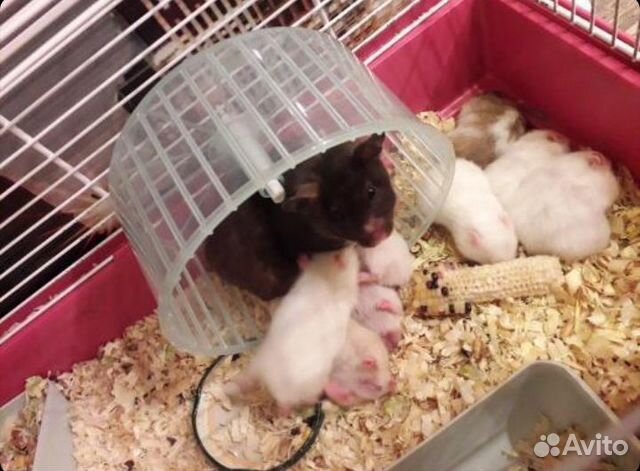 Продаю белых сирийских хомячков