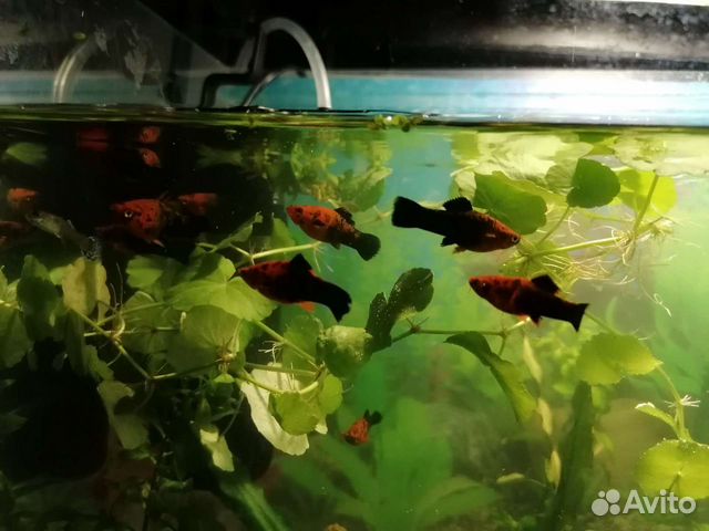 Аквариумнве рыбки - меченосцев и молинезии