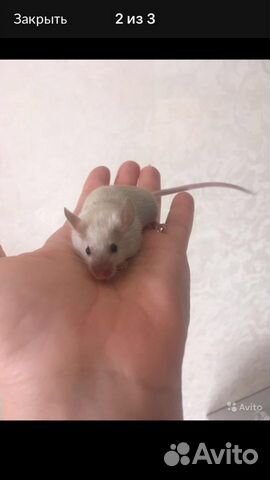 Мышка сатиновая девочка