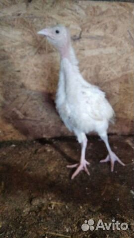 Индюки индюшата