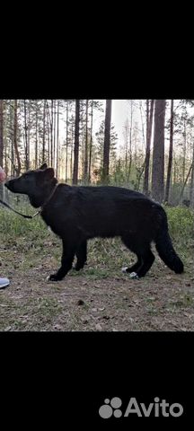 Щенок черной немецкой овчарки
