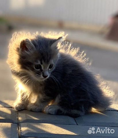 Кошка 1,5 мес