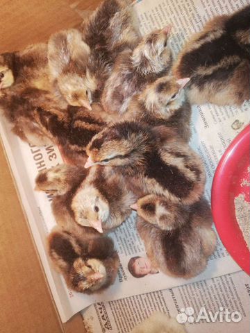 Цыплята легбар