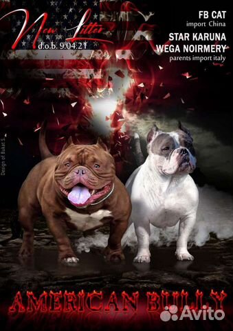 Американский булли, щенки