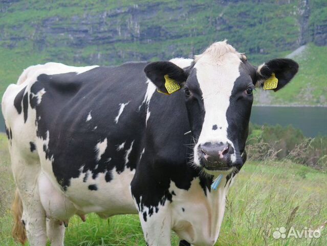 Племенные нетели и телки голштинской породы