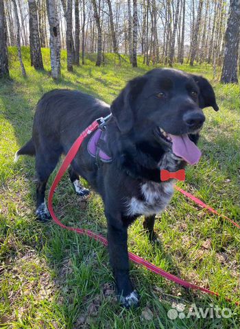 Джек ищет верного друга. Кастрирован, привит, моло