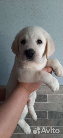 Щенки лабрадора