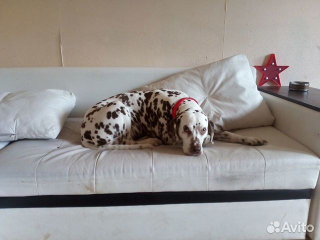 Девочка долматинец