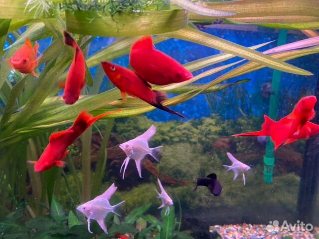 Меченосцы, моллинезии, улитки Хелены