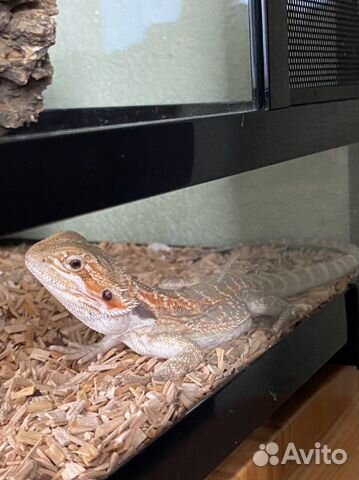 Бородатая агама