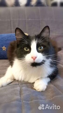 Котёнок девочка Маркиза в добрые руки
