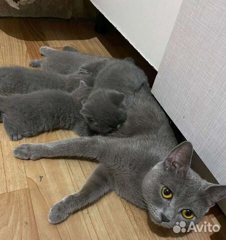 Британские котята, котёнок в добрые ручки, в дар