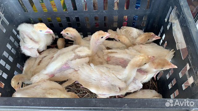 Птица разная, суточная и подрощенная