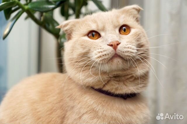 Красавец Сева в добрые руки