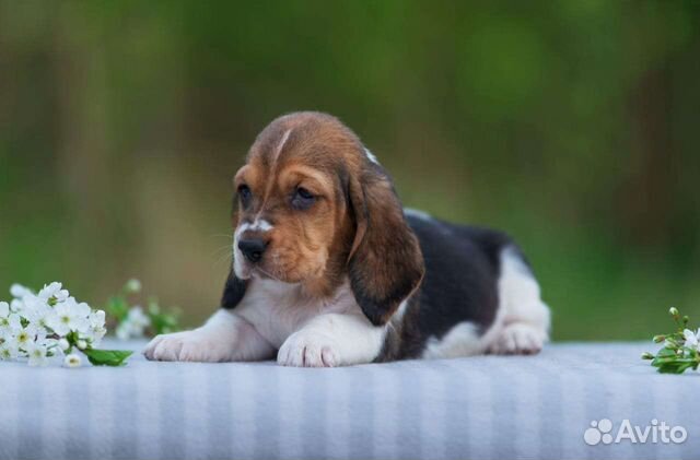 Щенки бассет хаунд