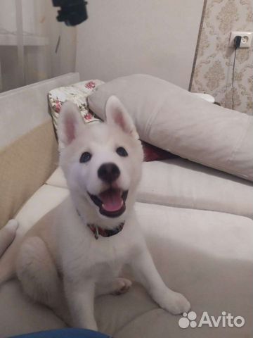 Продам хаски