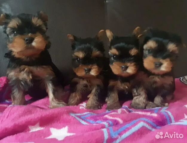 Йоркширский терьер Беби фейс