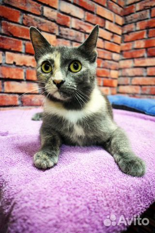 Кошечка Лилу 1,5 годика ищет семью