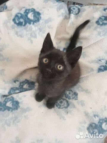 Котята