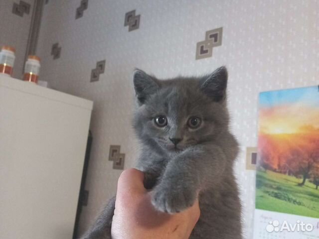 Котейка бриташка