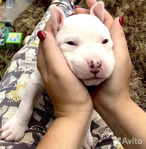 Собака стаф