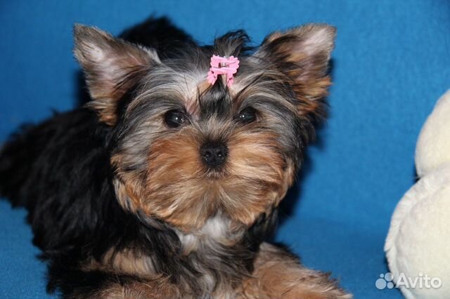 Йоркширский терьер- Девица Красавица