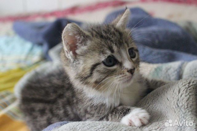 Котенок Плюшка бесплатно